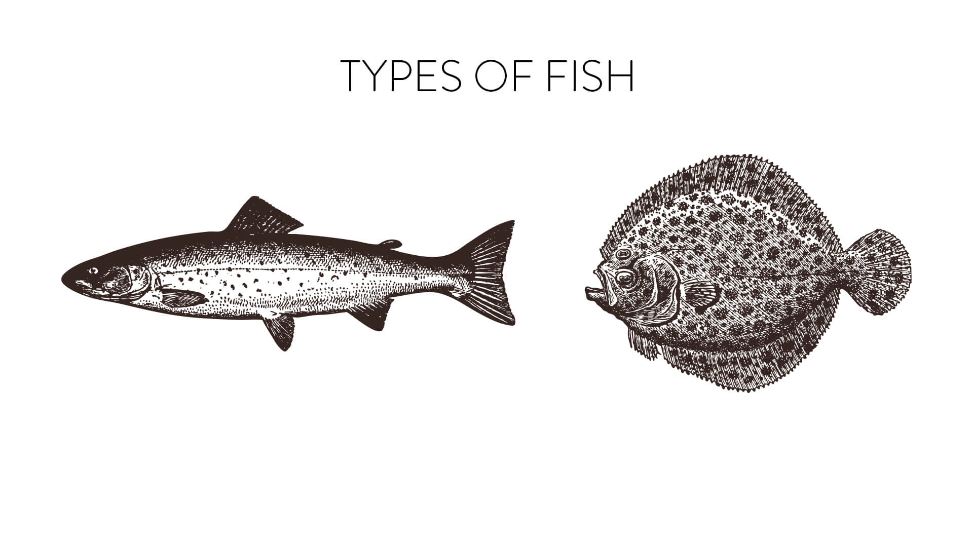 Fish - categorisation