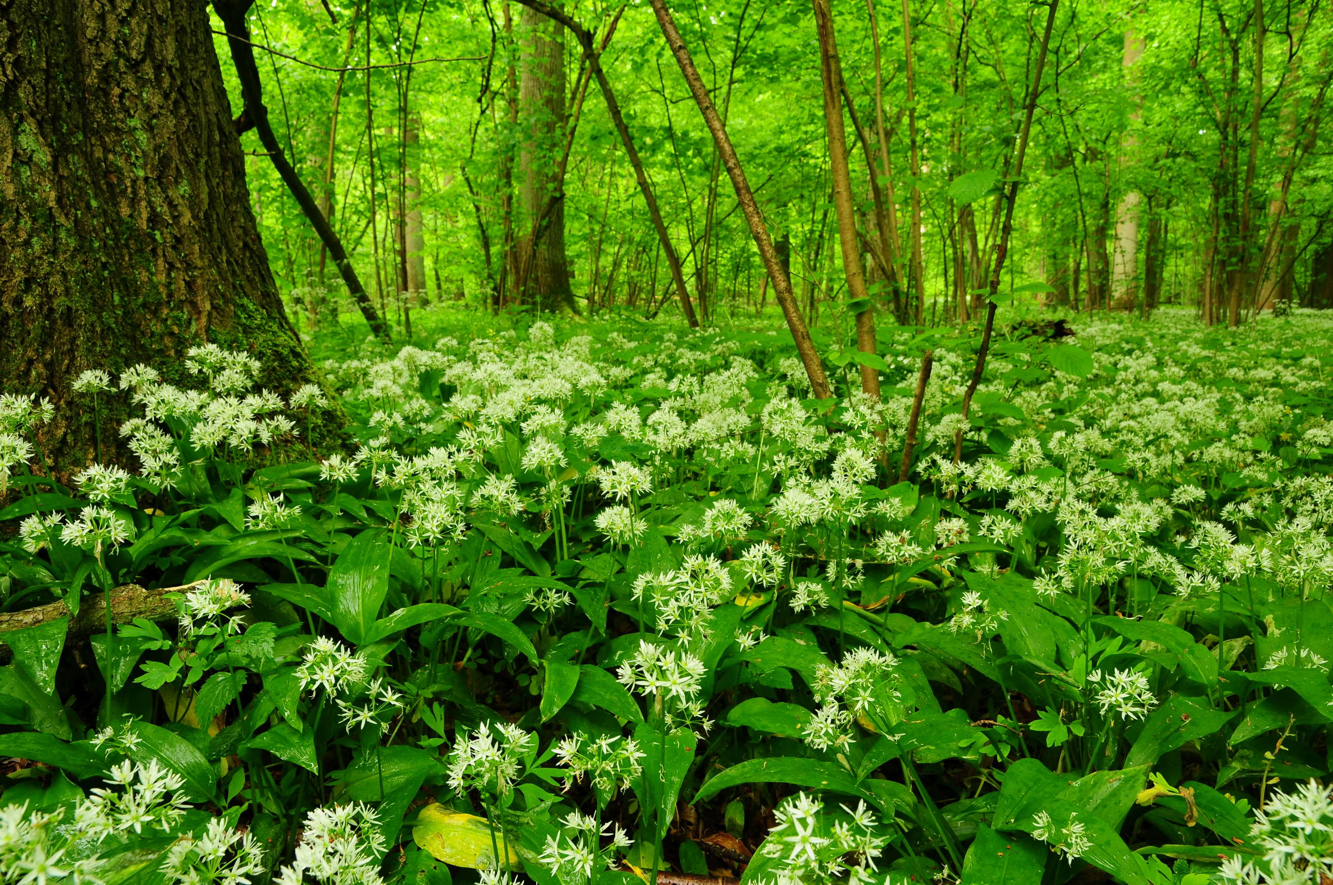 5 ways with wild garlic